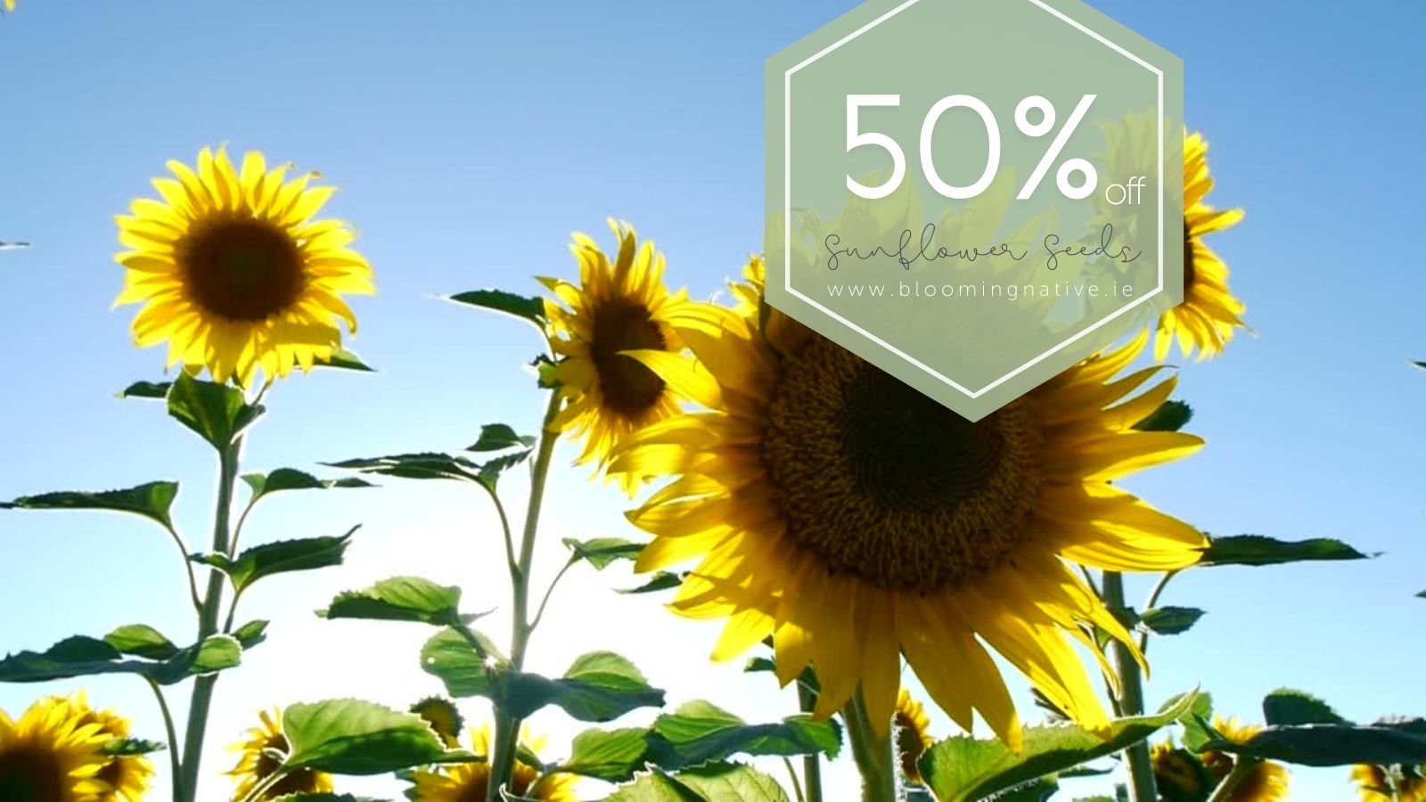 Sunflower lovers are optimistic – Connecting to Nature