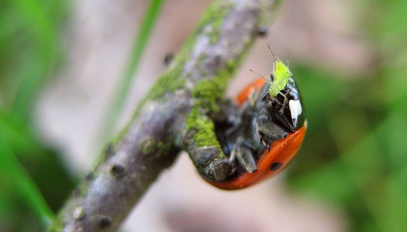 How can you control pests without pesticides? – Connecting to Nature