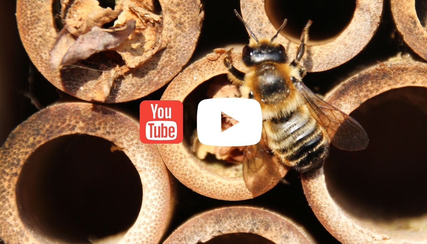 Creating safe nesting places for solitary bees – Connecting to Nature
