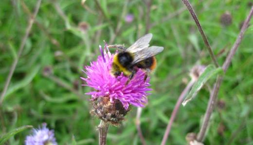 Pollinating insects are vital to our very existence – Connecting to Nature