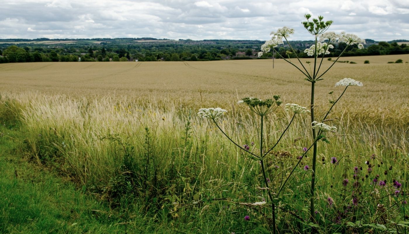 Why creating wild margins on farming land makes sense – Connecting to ...