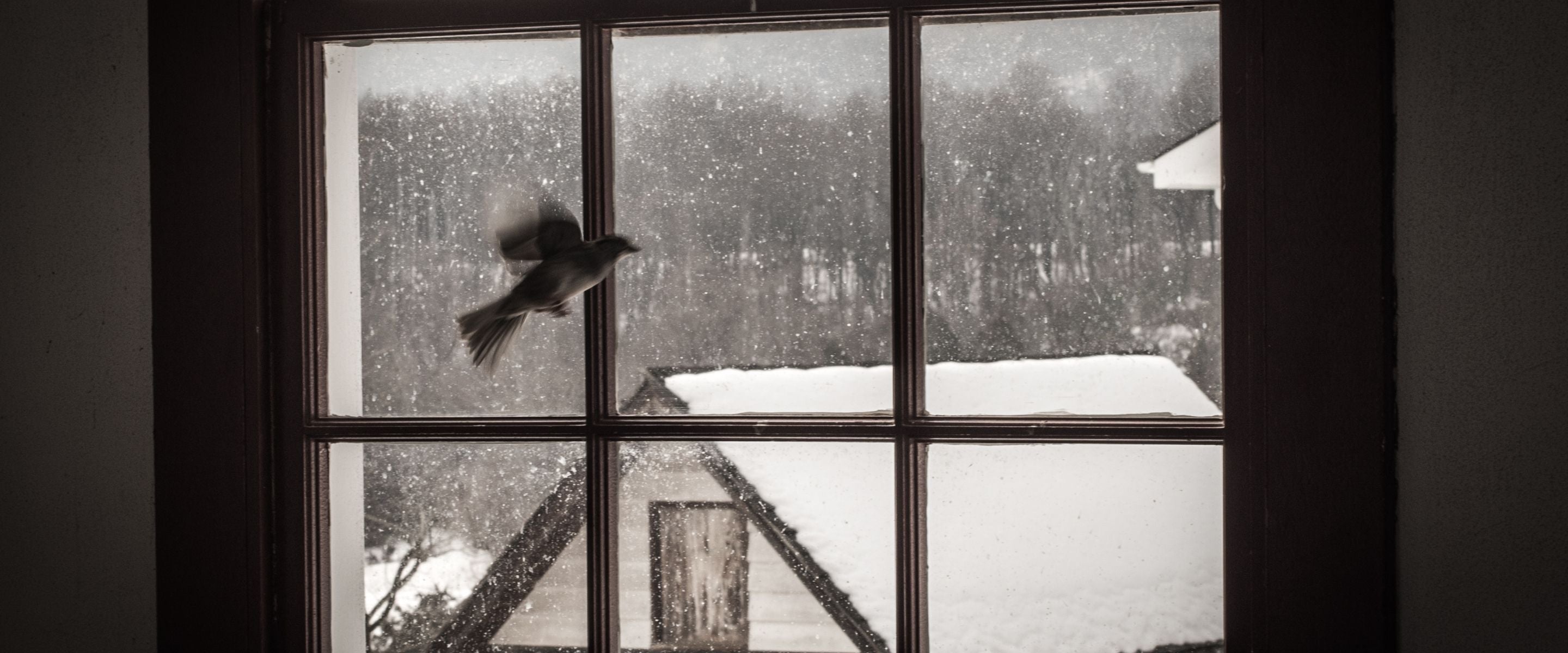 Why do birds fly into windows? What to do when it happens? – Connecting ...