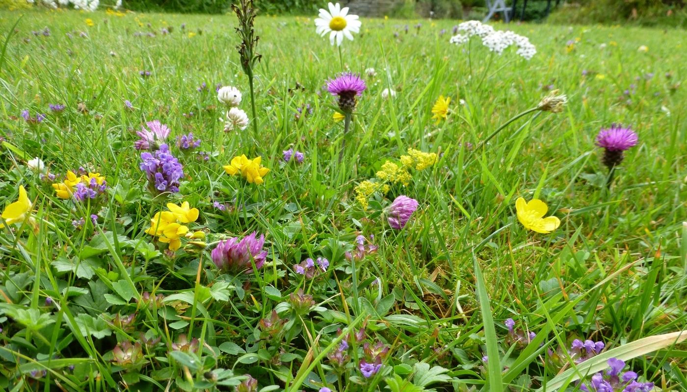 How to establish and maintain a flowering lawn – Connecting to Nature