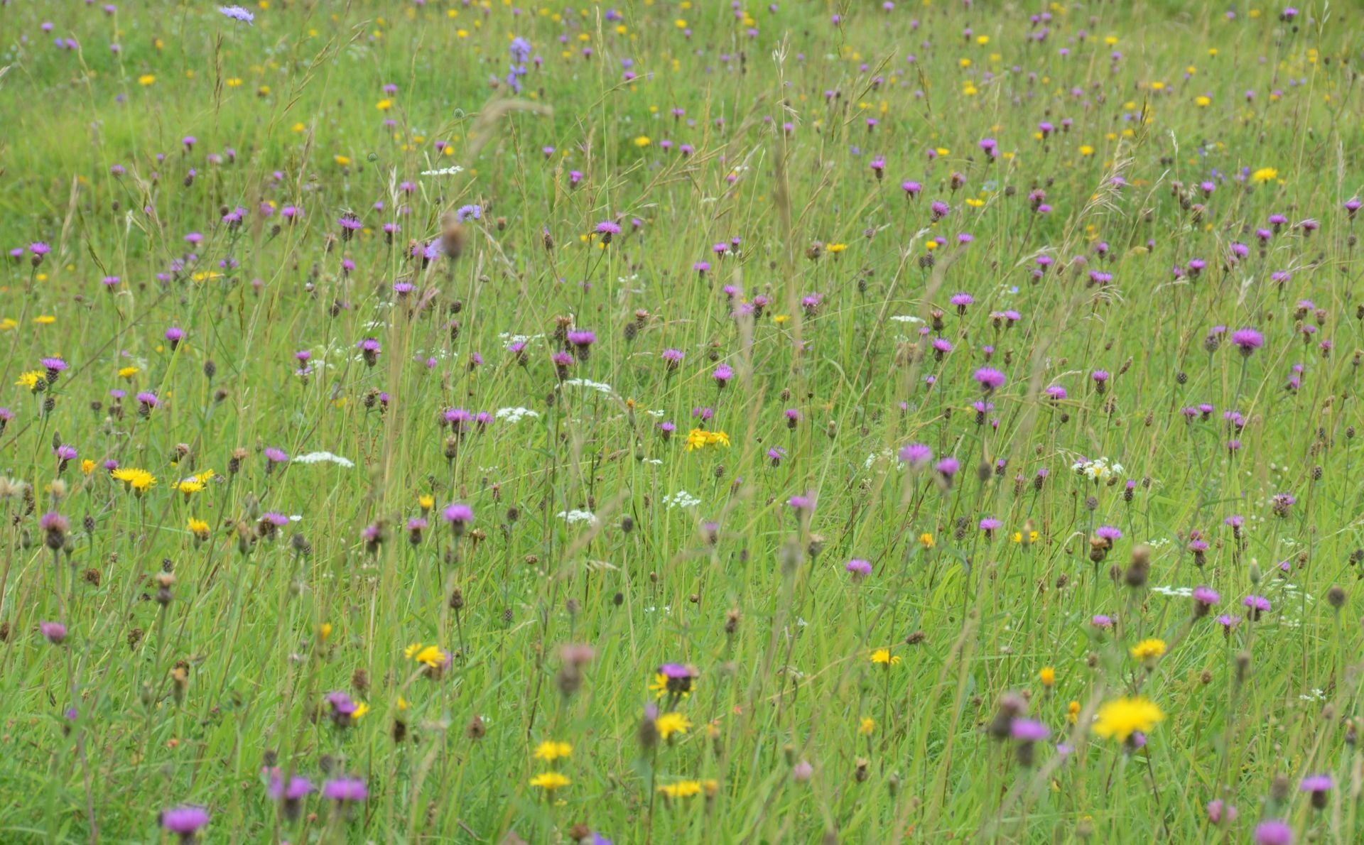 What is a Wildflower Meadow Mix? – Connecting to Nature