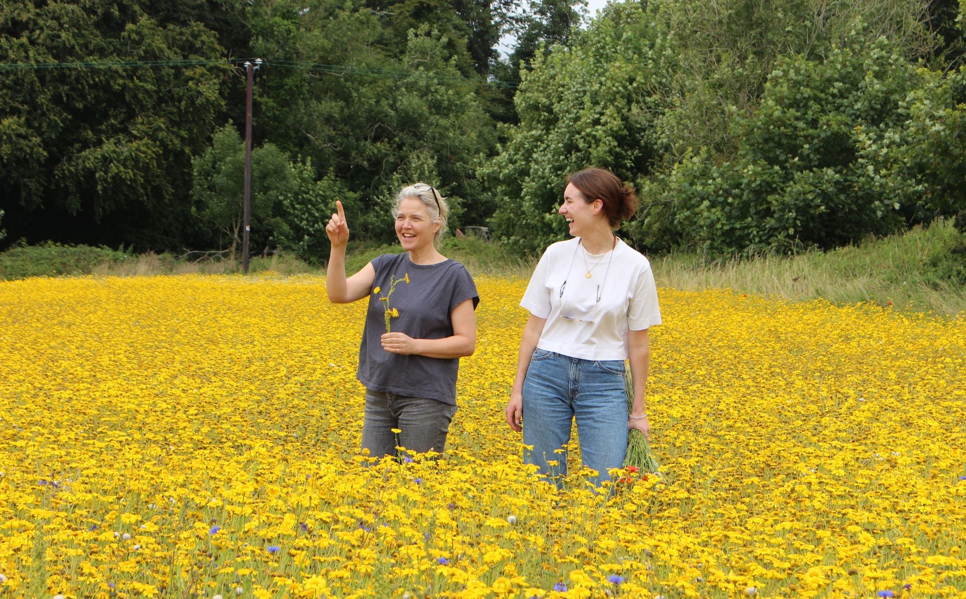 A Guide to Growing Wildflowers in Irish Soil – Connecting to Nature