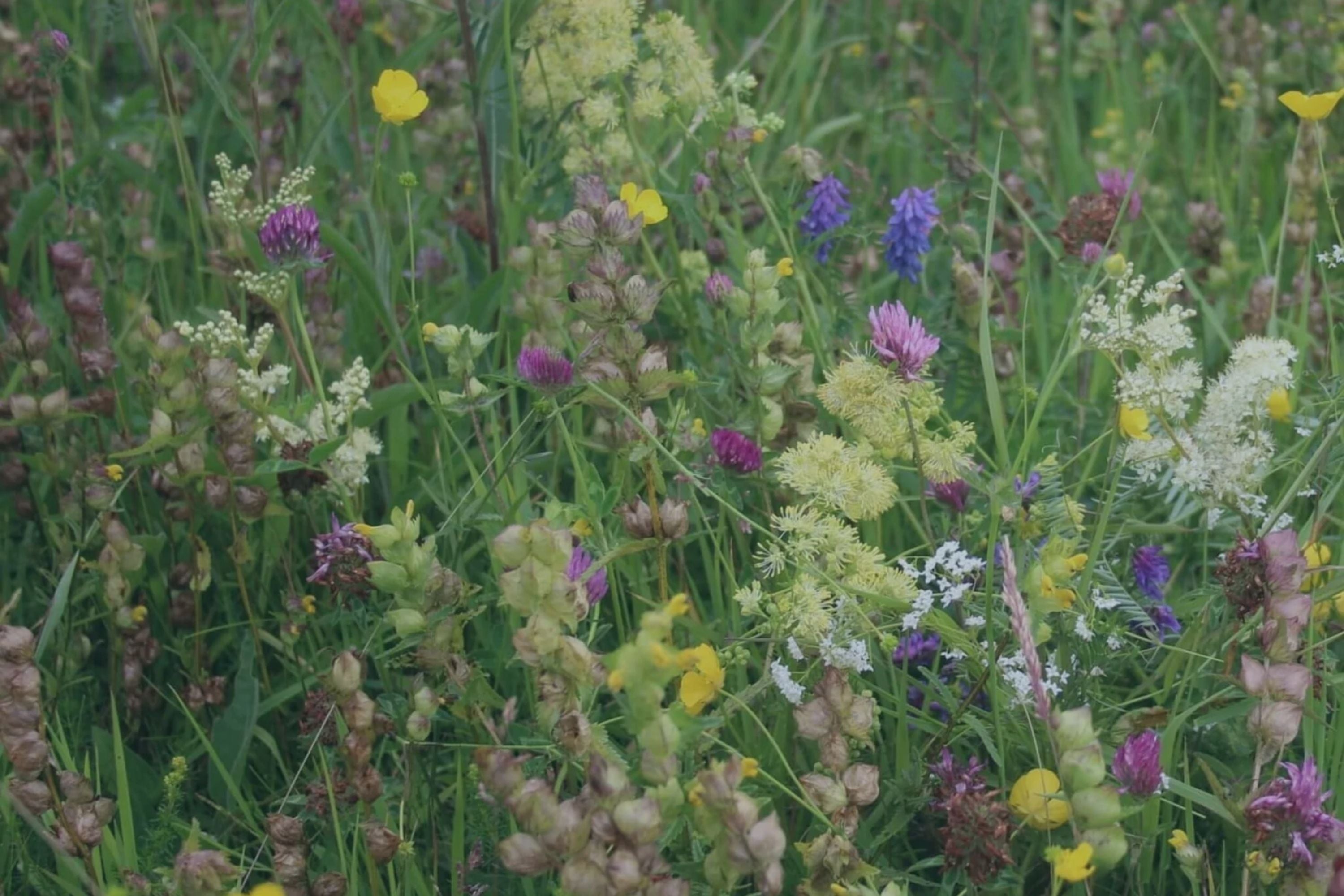 Buy Blooming Native Irish Wildflower Seeds Online | Connecting to Nature
