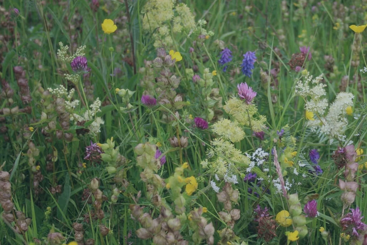 Best wildflowers seeds for gardens in Ireland | Native Wildflowers ...