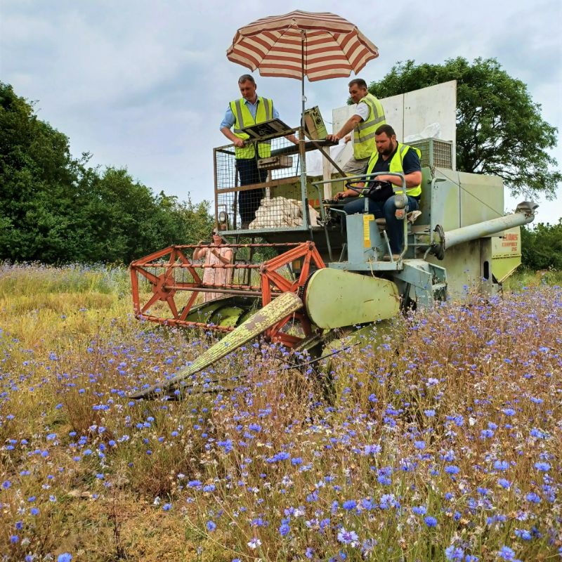 Can I plant wildflower seeds in an existing lawn? – Connecting to Nature