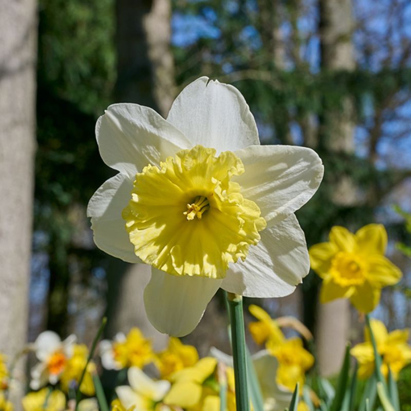 Irish Mist Daffodil | Irish Produced Bulbs – Connecting to Nature