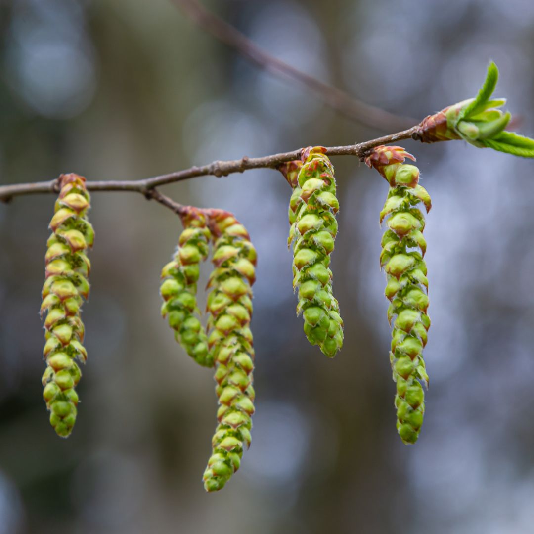 Common Hornbeam (Carpinus Betulus) Bare-root Whips – Connecting to Nature