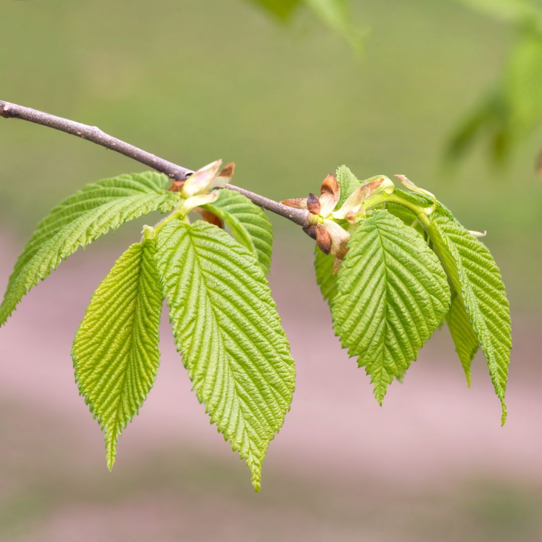 Common Hornbeam Tree | Irish Native Bare-root Whips – Connecting to Nature
