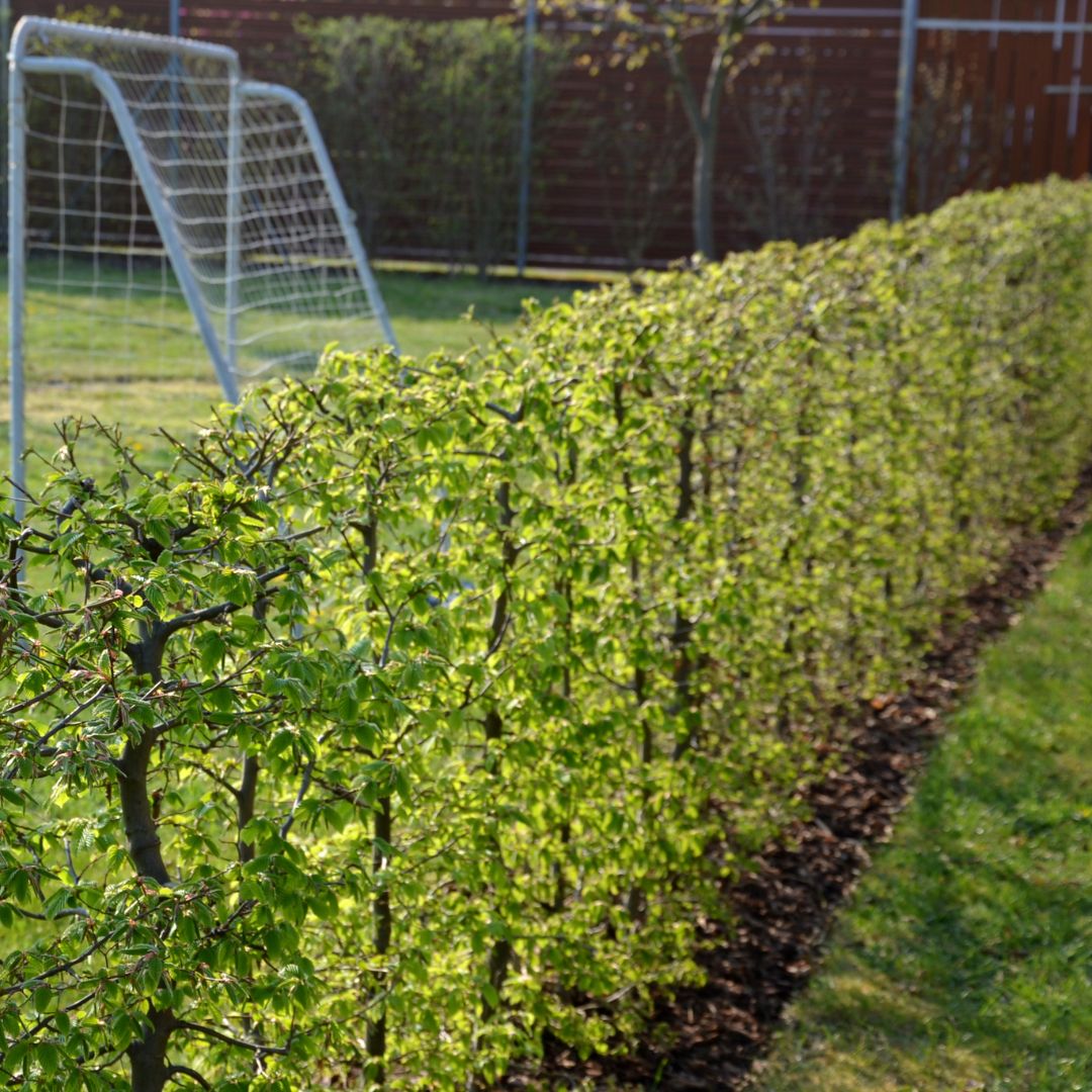 Common Hornbeam Tree | Irish Native Bare-root Whips – Connecting to Nature