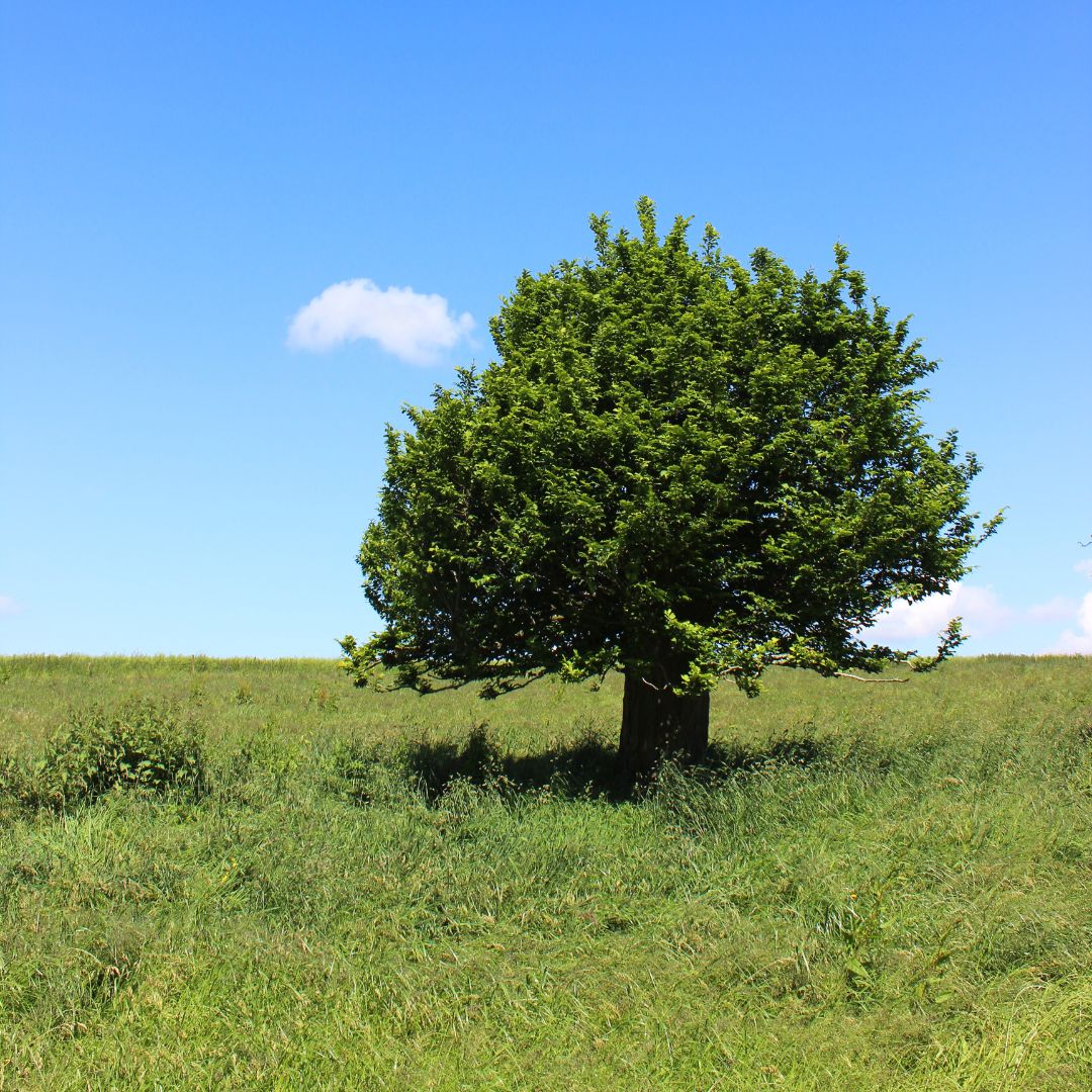 Common Hornbeam Tree | Irish Native Bare-root Whips – Connecting to Nature