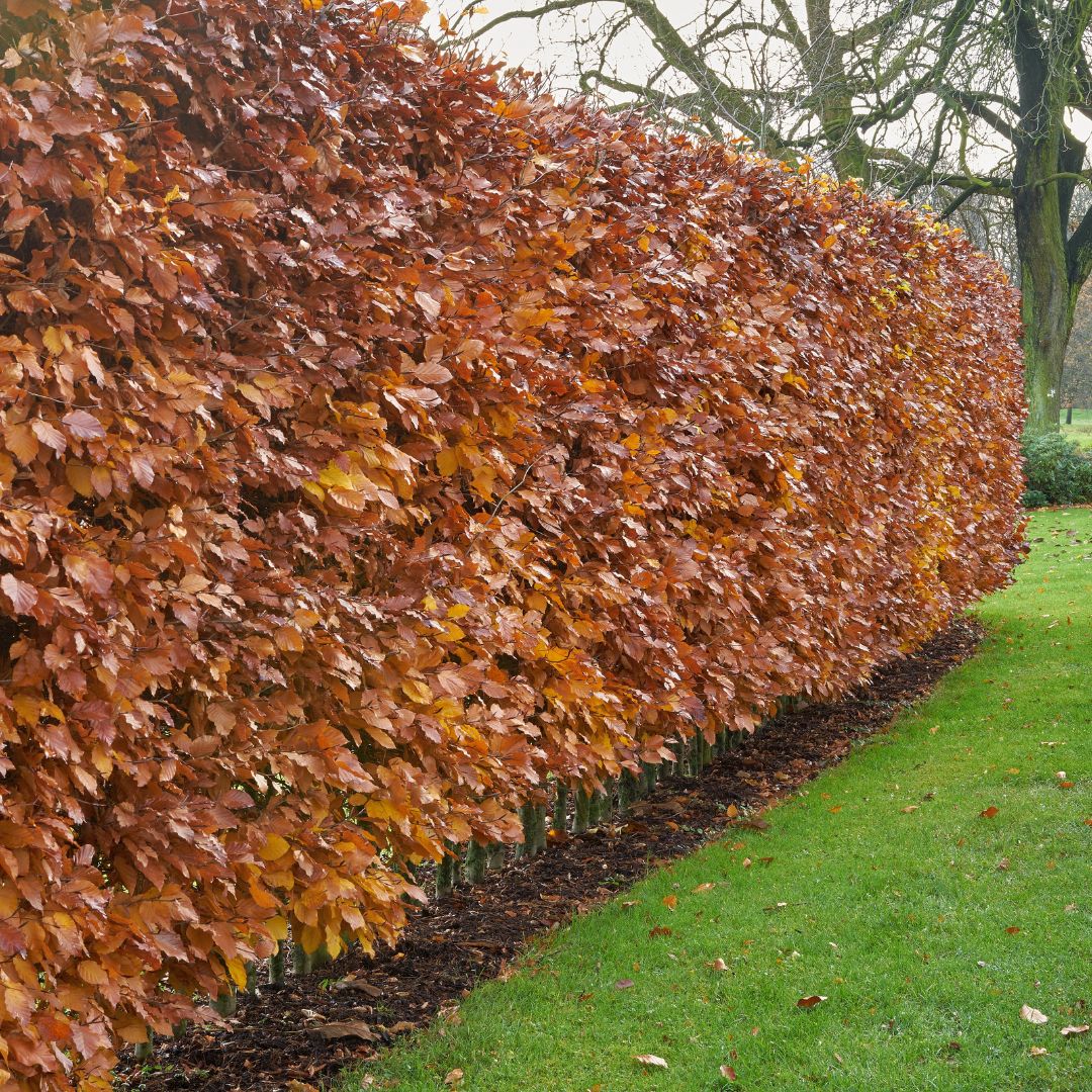 Common Hornbeam (Carpinus Betulus) Bare-root Whips – Connecting to Nature