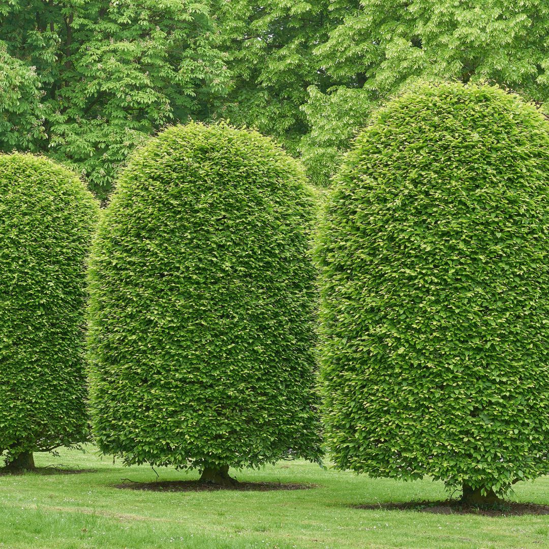 Common Hornbeam (Carpinus Betulus) Bare-root Whips – Connecting to Nature