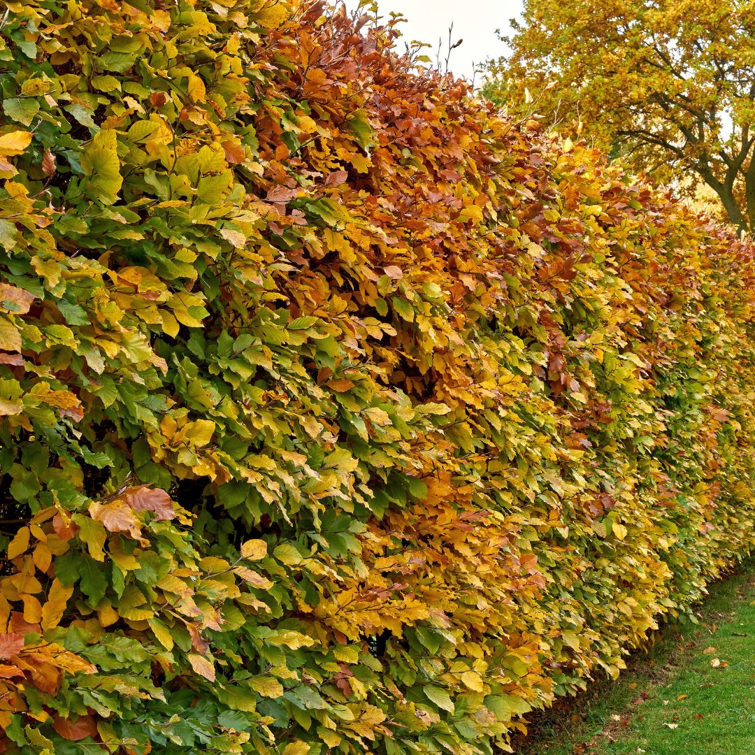 Common Hornbeam Tree | Irish Native Bare-root Whips – Connecting to Nature
