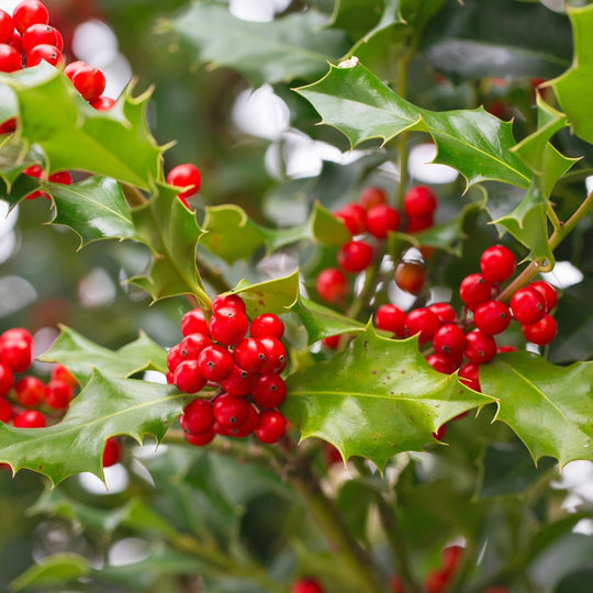 Irish Native Trees & Hedging Mixtures | Delivery Nationwide ...