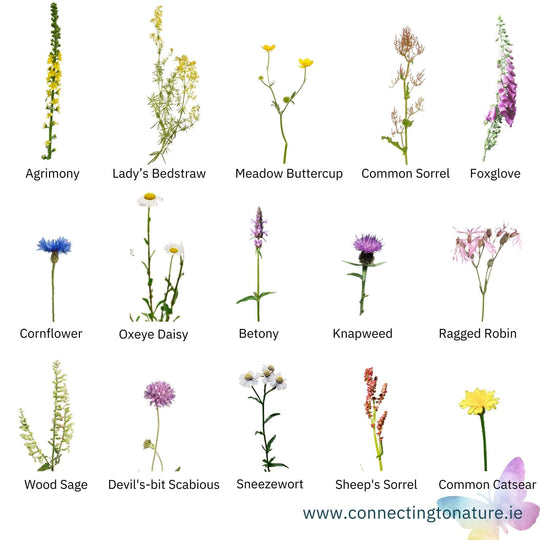 Buy Blooming Native Irish Wildflower Seeds Online | Connecting to Nature