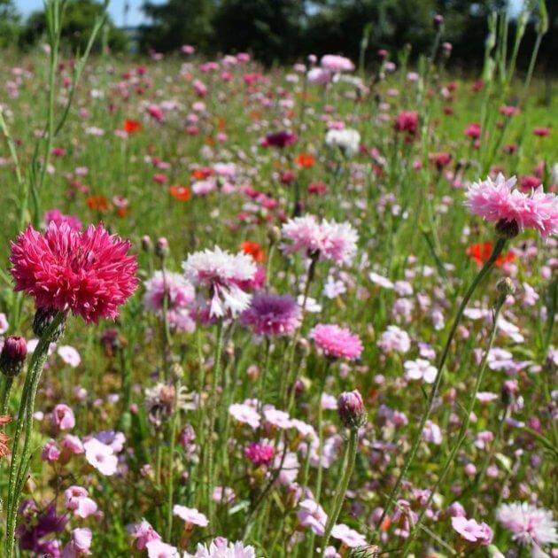 Red & Pink Pollinator Seed Mix | Valentines Day Wildflowers ...