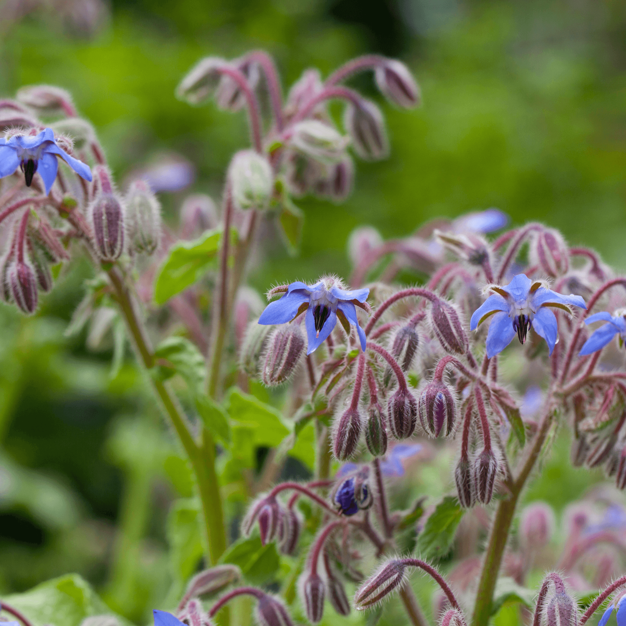 Borage Individual wildflower species, large Bag – Connecting to Nature