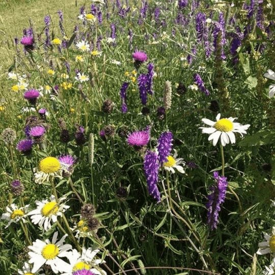 Buy Blooming Native Irish Wildflower Seeds Online | Connecting to Nature