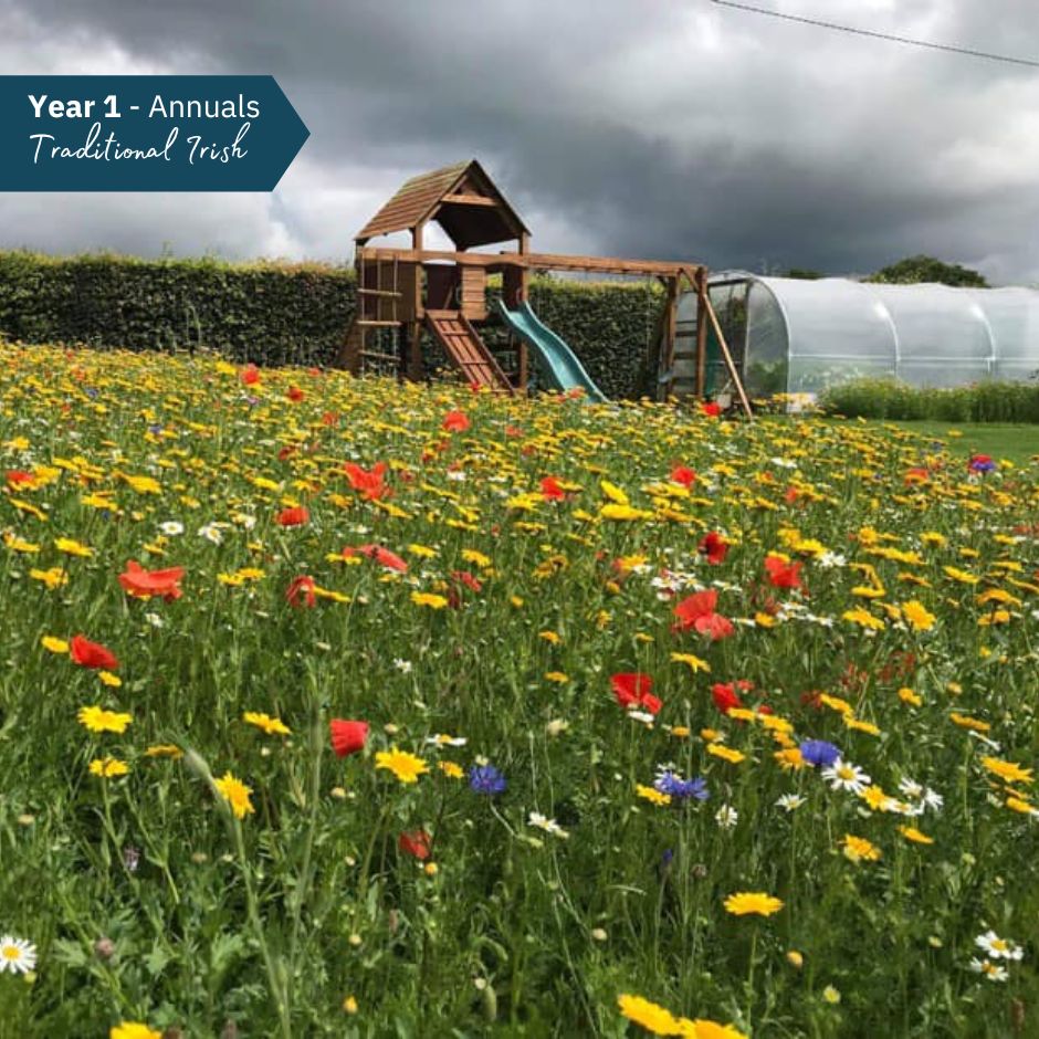 Irish Native Wildflower Seed | Irish Provenance – Connecting to Nature