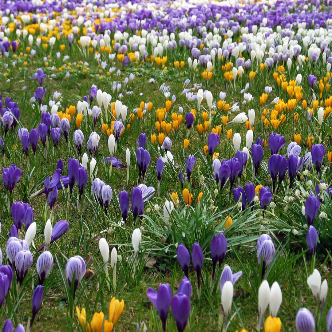 Crocus Bulbs | Mixed Colours & Species | Delivery Nationwide ...