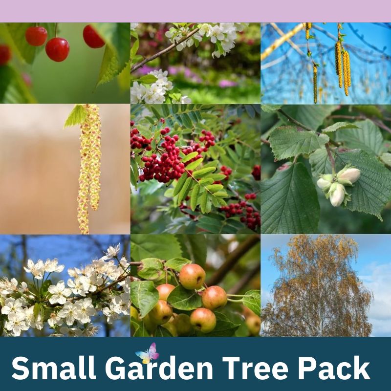 Small Garden Tree Pack | Irish Native trees suitable for gardens ...