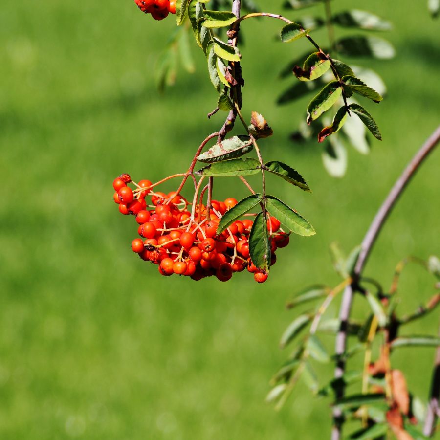 Rowan Trees | Irish Native Bare-root Whips – Connecting to Nature