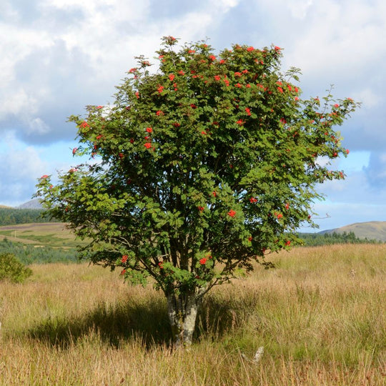 Irish Native Trees & Hedging Mixtures | Delivery Nationwide ...